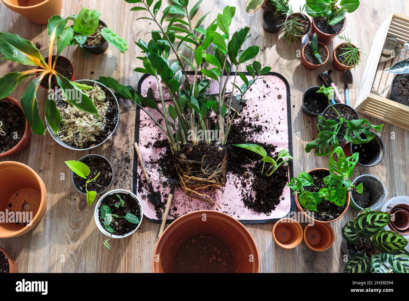 Green seedlings in pots, potting plants at home. Indoor garden, house ...