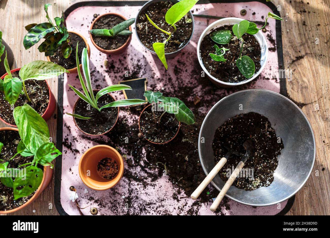 Green seedlings in pots, potting plants at home. Indoor garden, house ...