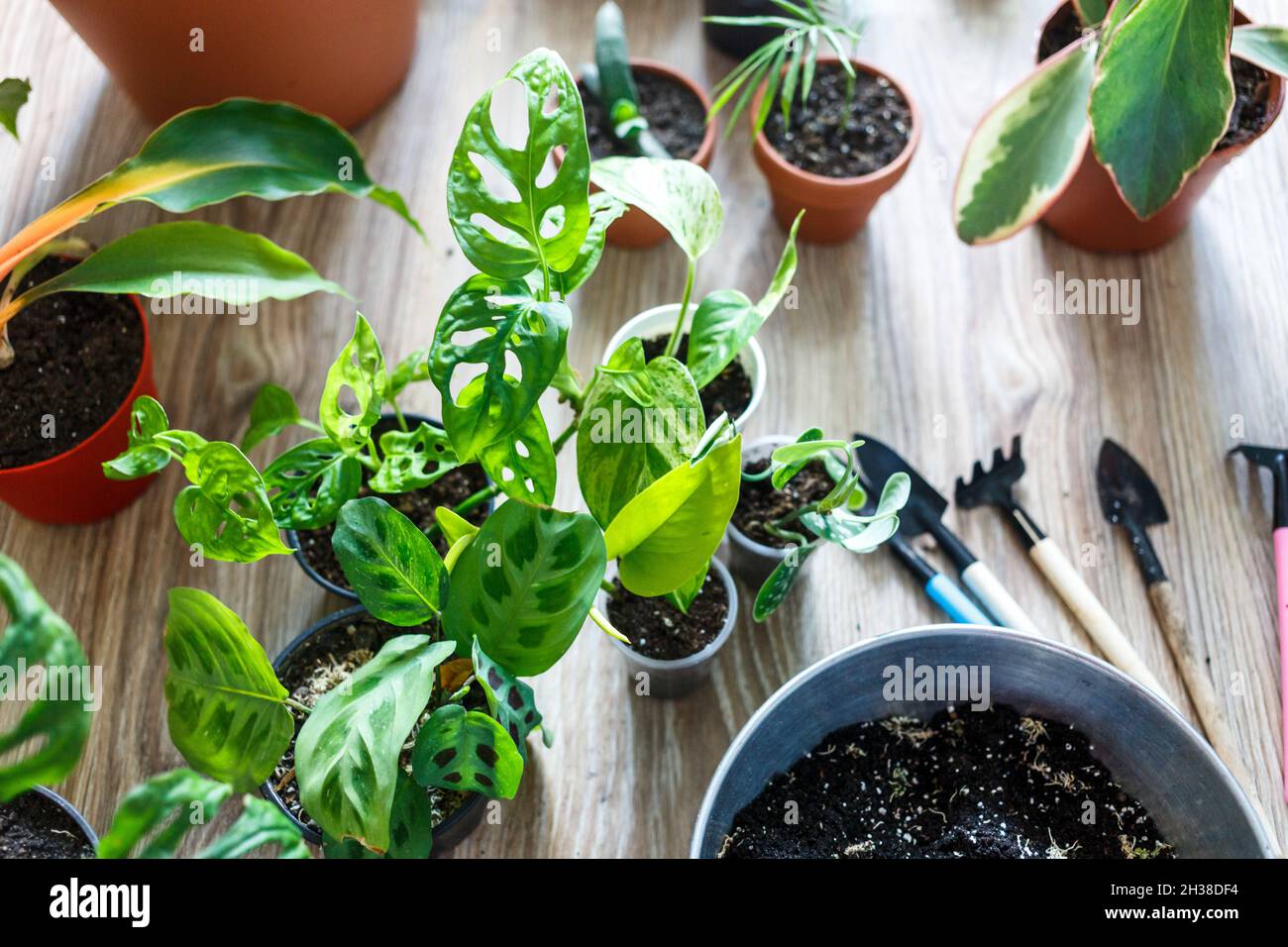 Green seedlings in pots, potting plants at home. Indoor garden, house ...