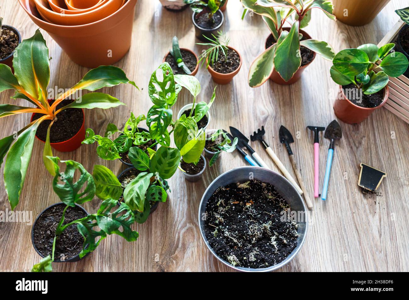 Green seedlings in pots, potting plants at home. Indoor garden, house ...