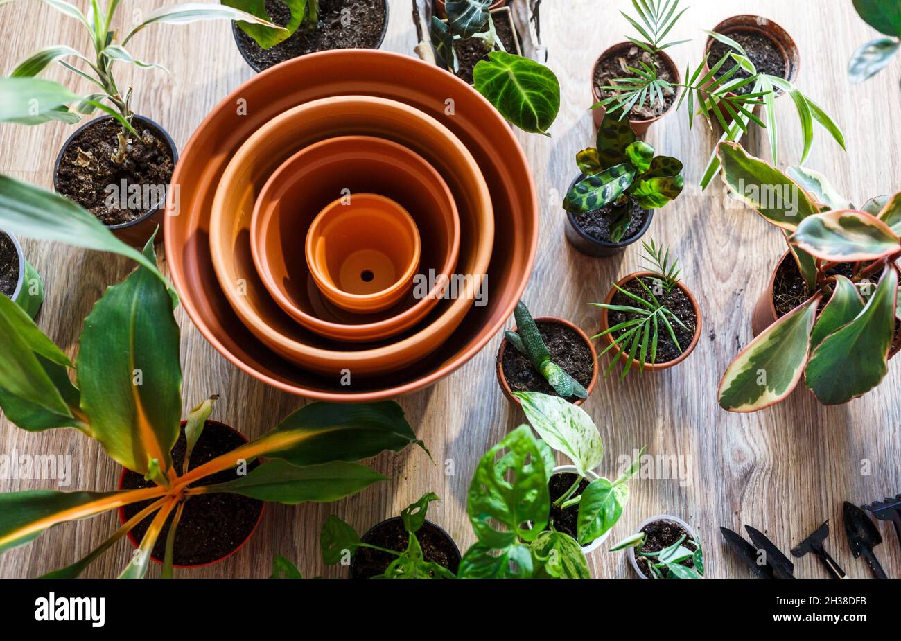 Green seedlings in pots, potting plants at home. Indoor garden, house ...
