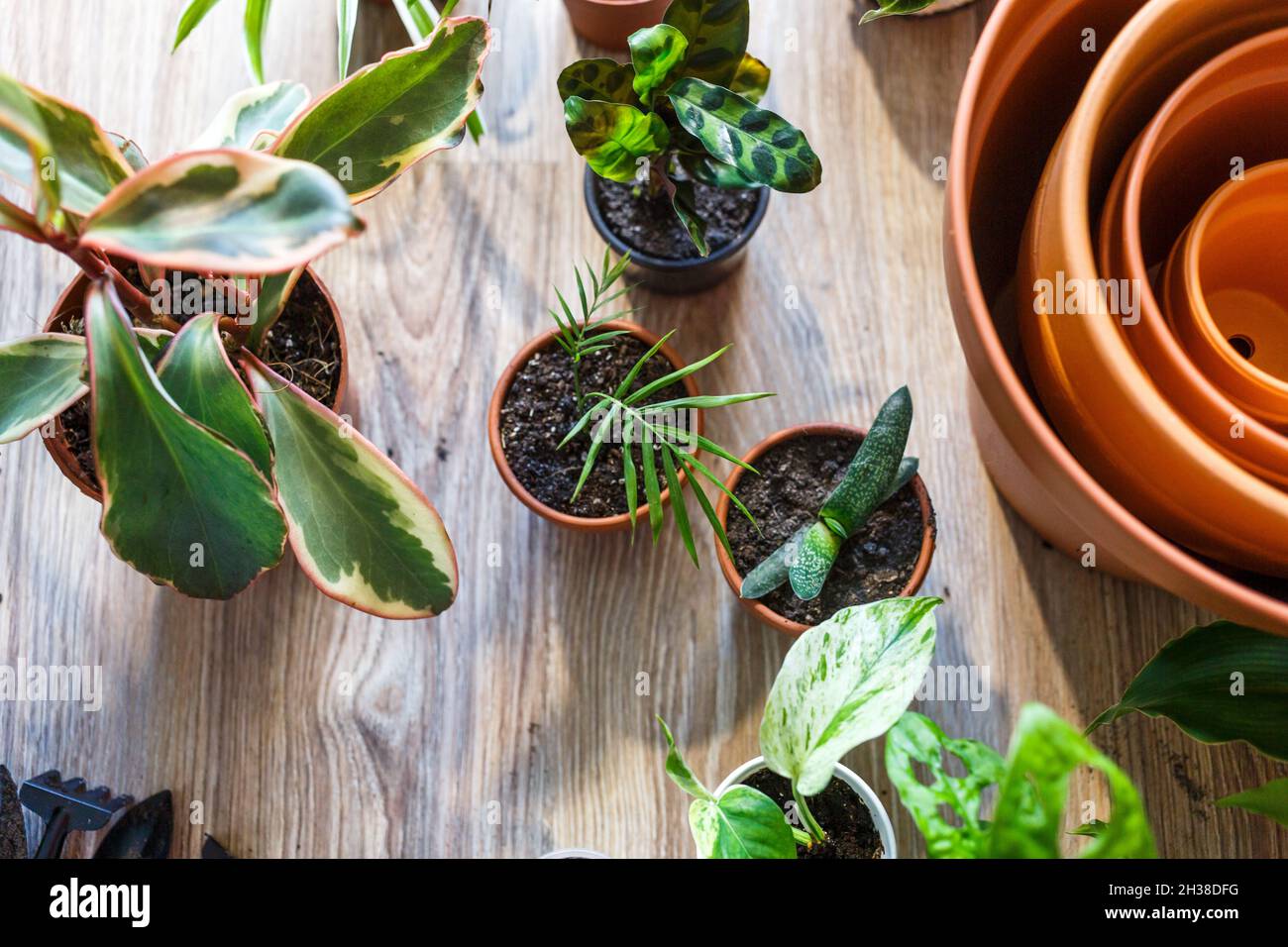 Green seedlings in pots, potting plants at home. Indoor garden, house ...