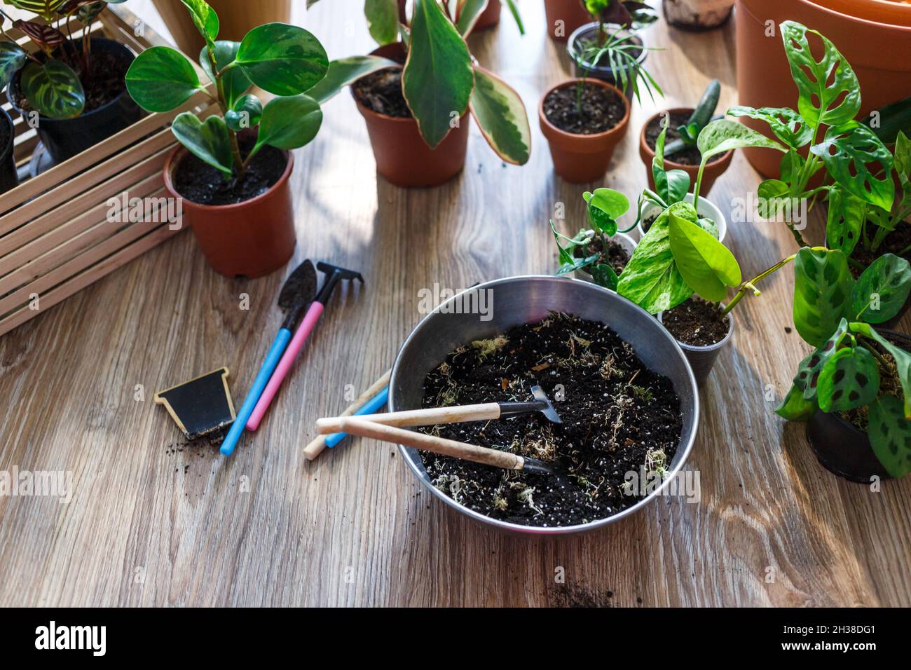 Green seedlings in pots, potting plants at home. Indoor garden, house ...