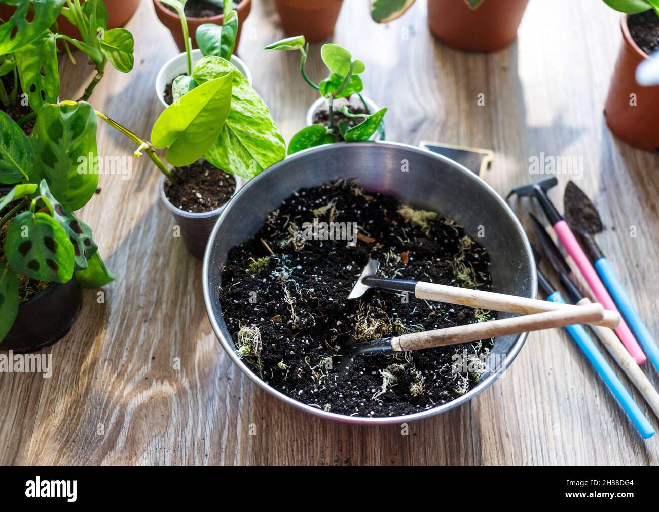 Green seedlings in pots, potting plants at home. Indoor garden, house ...