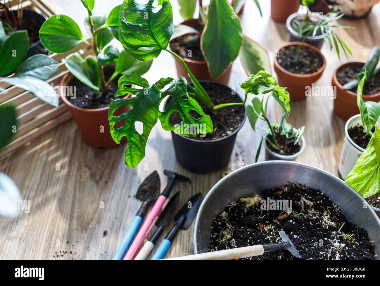 Green seedlings in pots, potting plants at home. Indoor garden, house ...