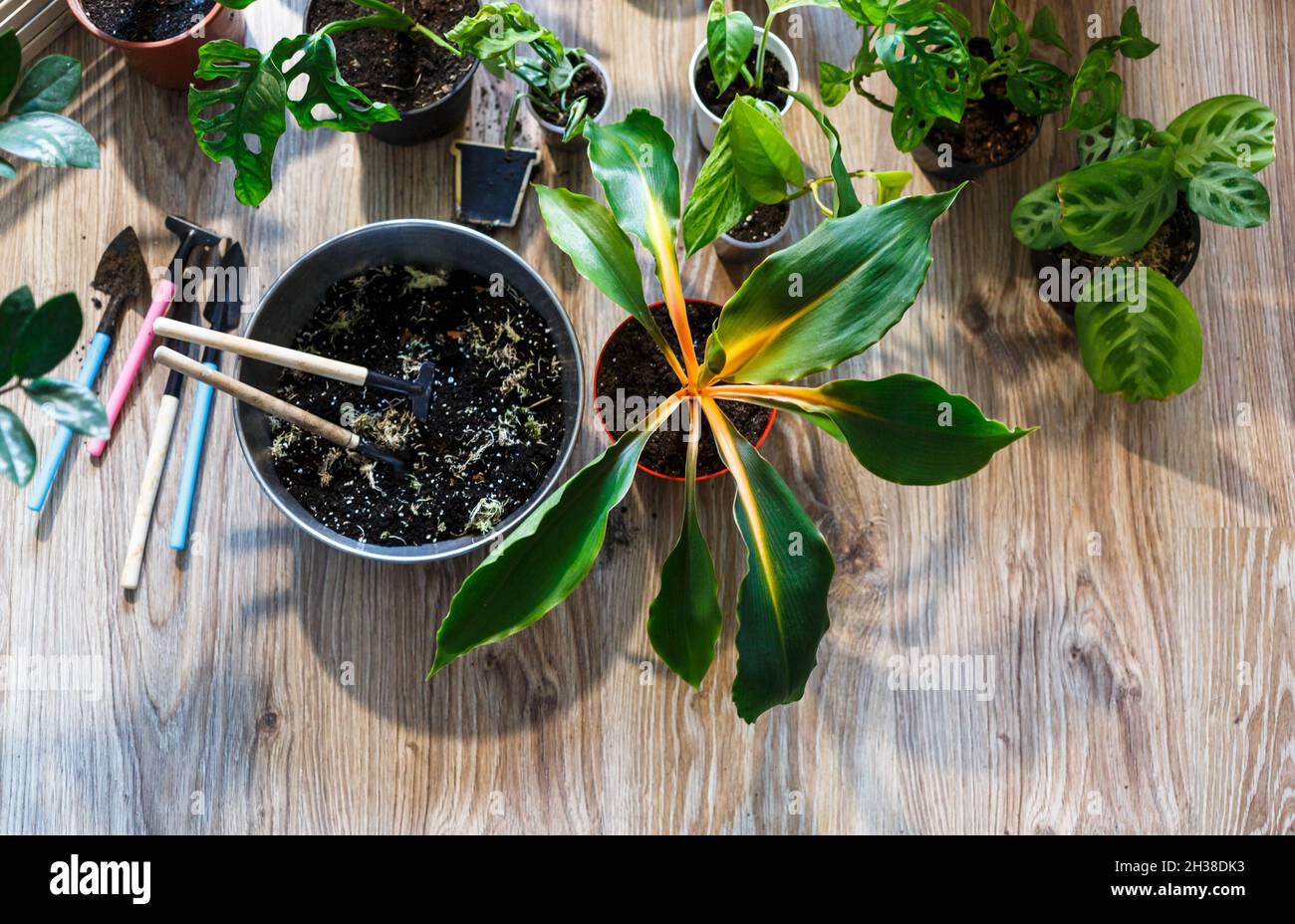 Green seedlings in pots, potting plants at home. Indoor garden, house ...