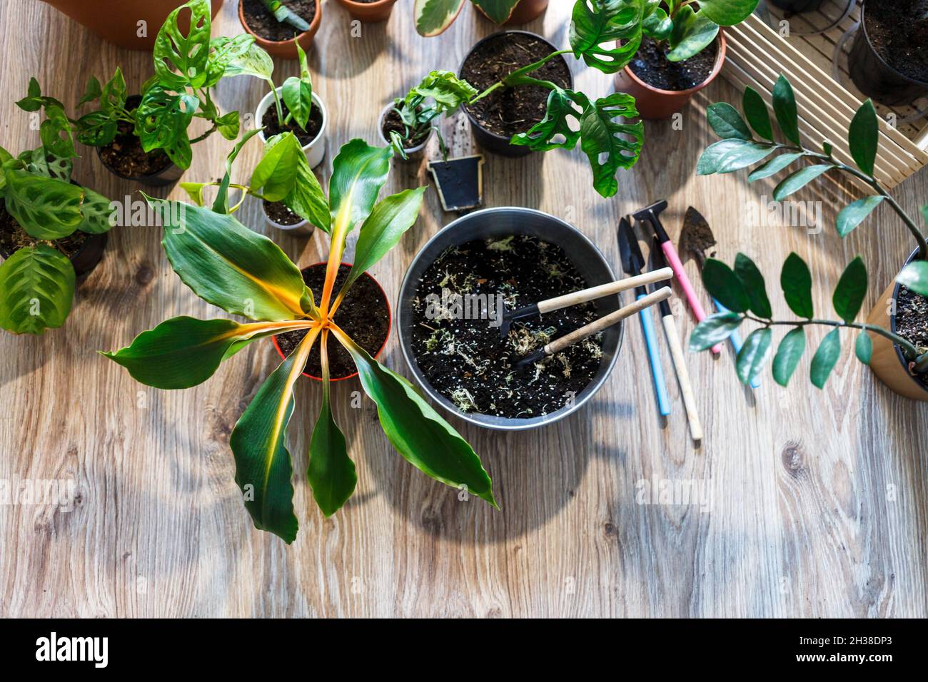 Green seedlings in pots, potting plants at home. Indoor garden, house ...