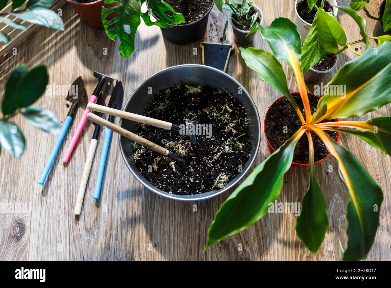 Green seedlings in pots, potting plants at home. Indoor garden, house ...