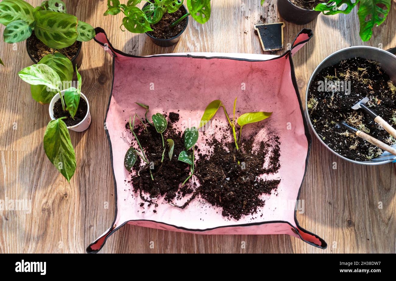Green seedlings in pots, potting plants at home. Indoor garden, house ...