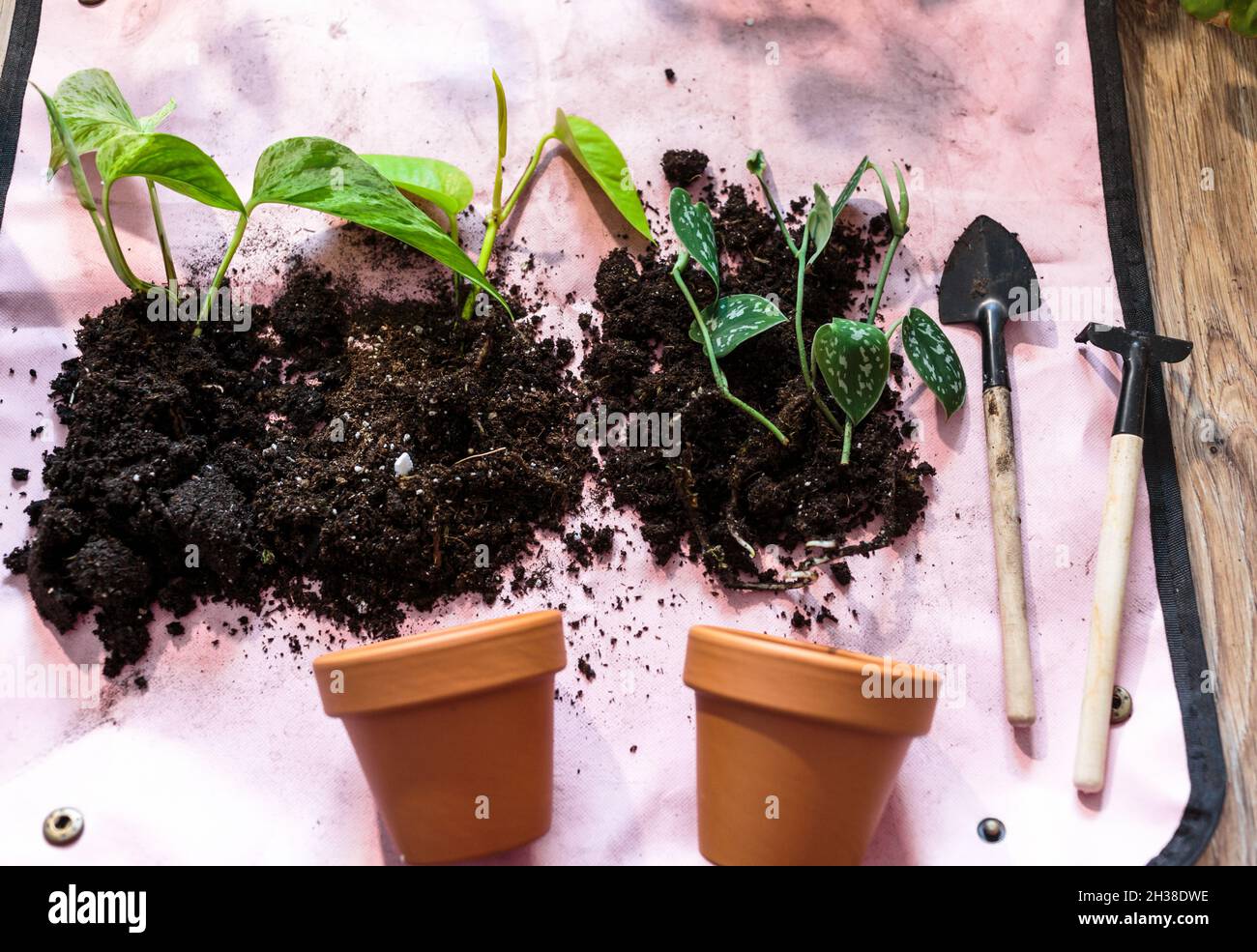Green seedlings in pots, potting plants at home. Indoor garden, house ...