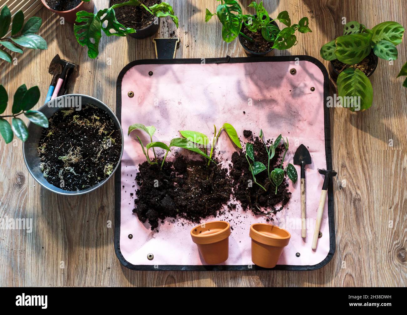 Green seedlings in pots, potting plants at home. Indoor garden, house ...