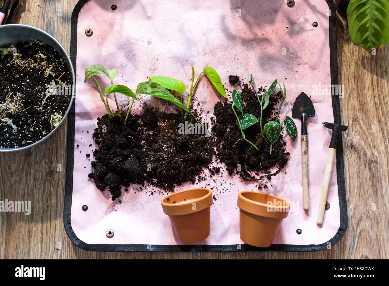 Green seedlings in pots, potting plants at home. Indoor garden, house ...