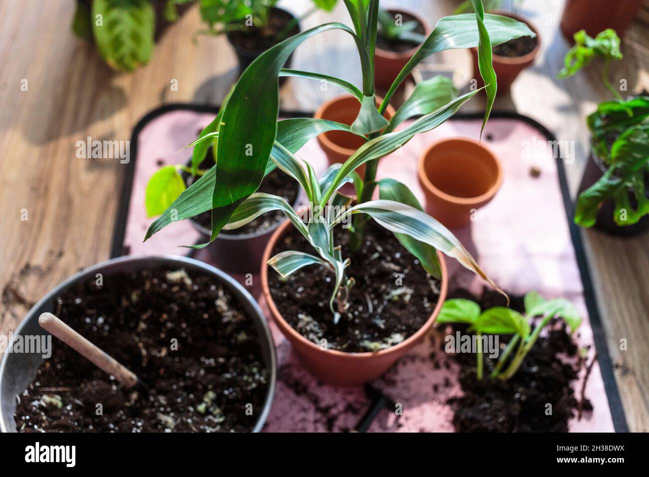 Green seedlings in pots, potting plants at home. Indoor garden, house ...