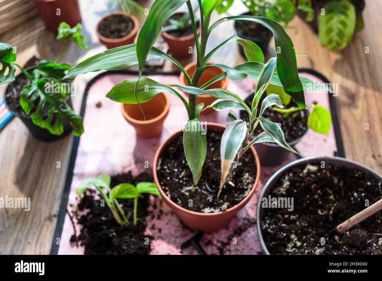 Green seedlings in pots, potting plants at home. Indoor garden, house ...
