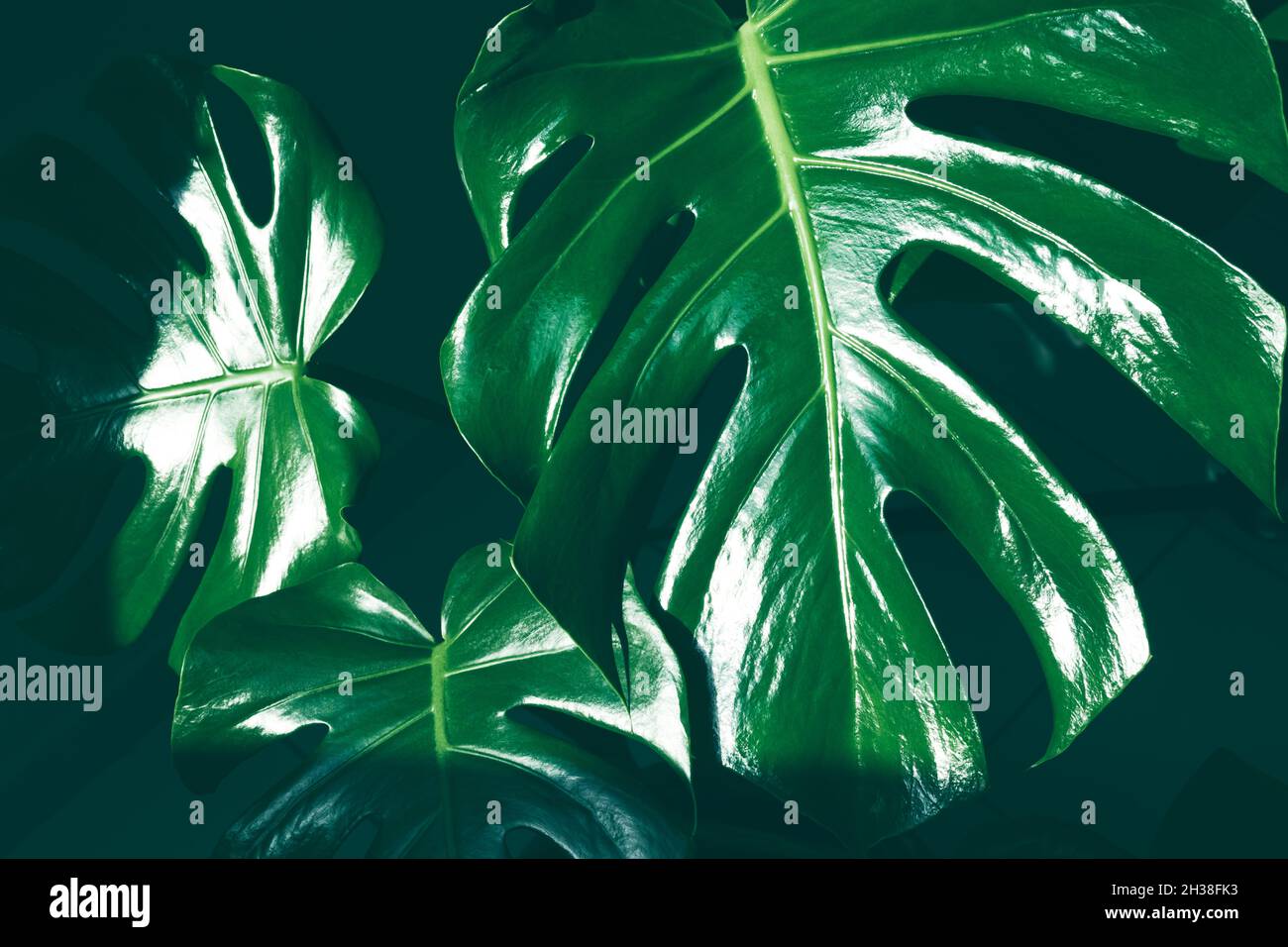 Monstera deliciosa or Swiss cheese plant green leaves close-up in ...