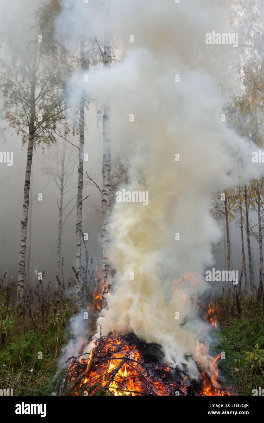 Burning spruce tree branches, thick smoke rising into the sky Stock ...