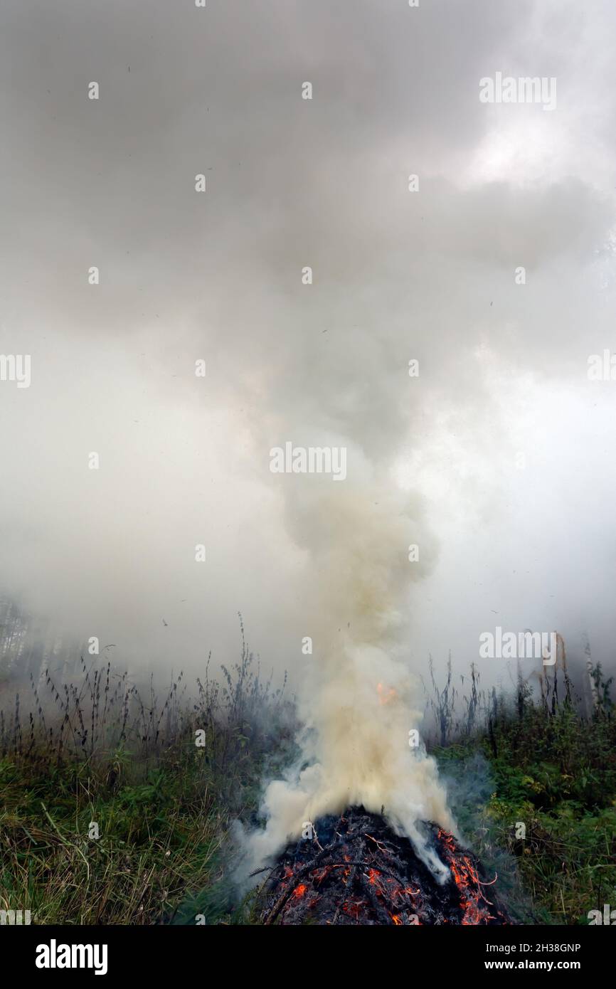 Burning spruce tree branches, thick smoke rising into the sky Stock ...