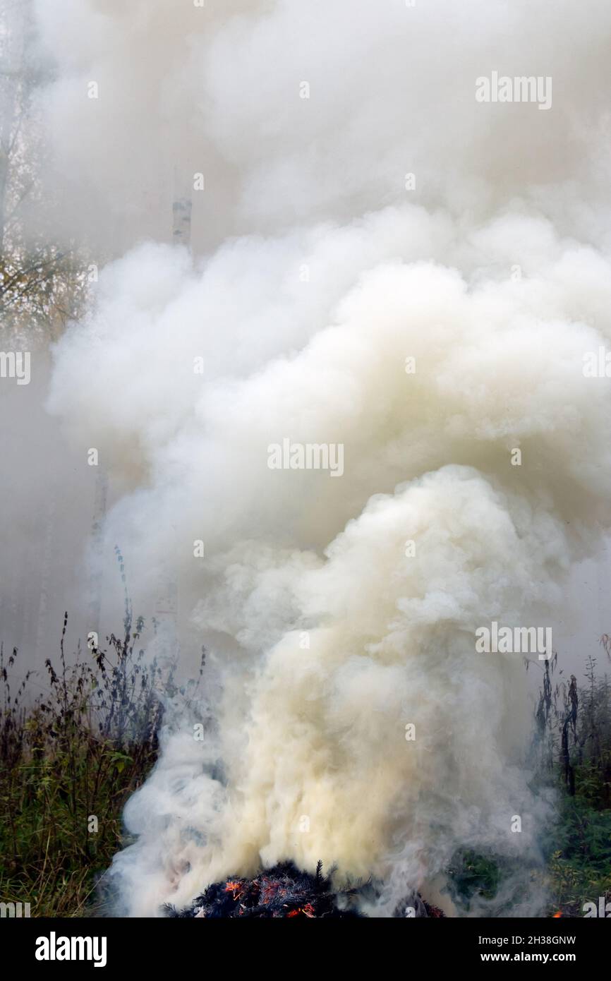 Burning spruce tree branches, thick smoke rising into the sky Stock ...