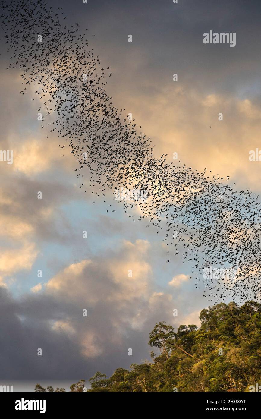 Bat flight hi-res stock photography and images - Alamy