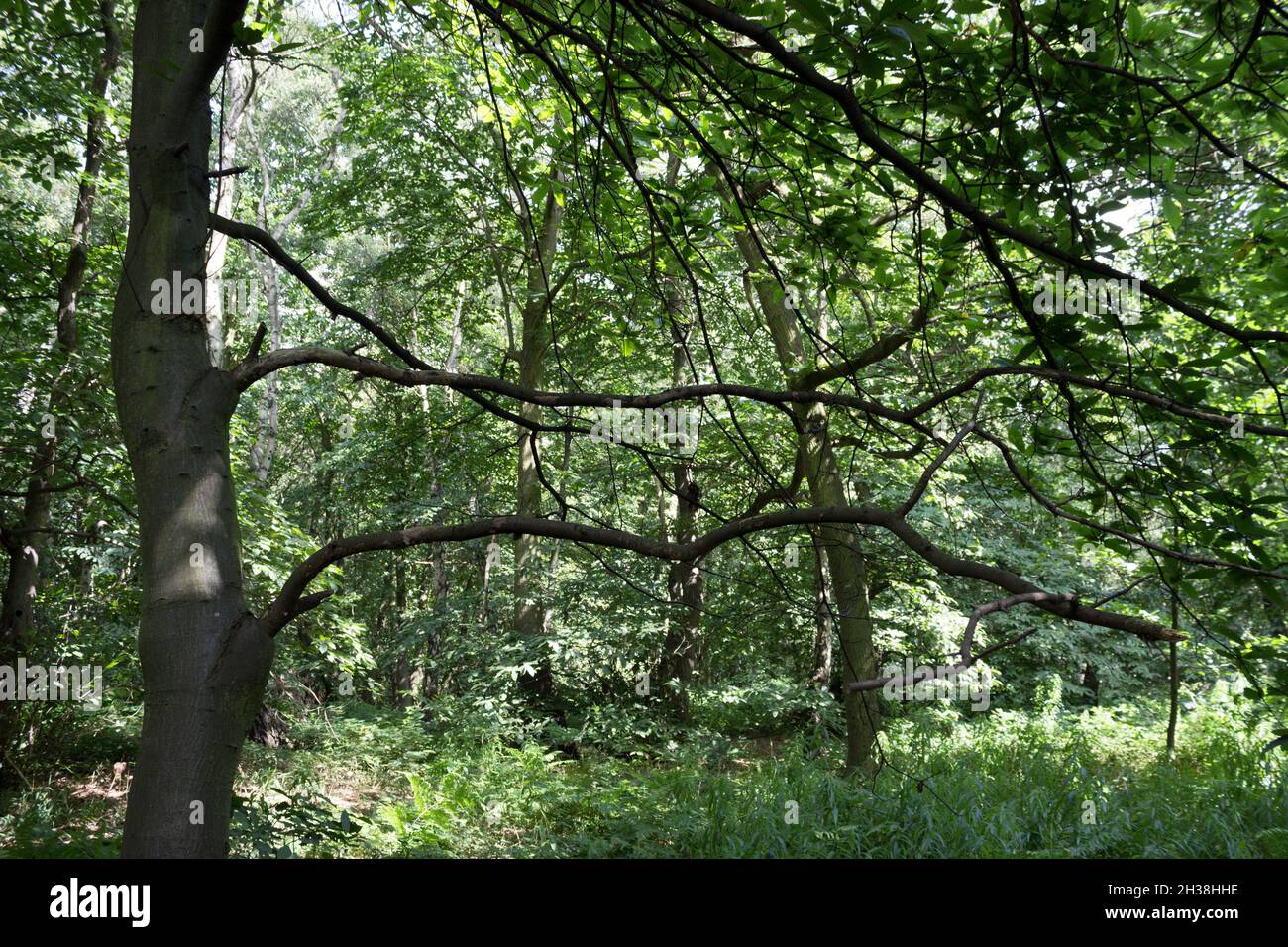 Tree, Summertime Countryside Lane Walk View, Tall Trees and Greenery ...