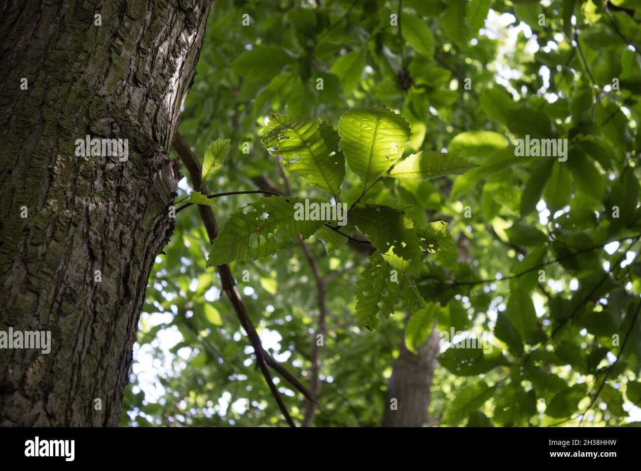 Close Up of Light Through the Leaves, Woods Scenery, Tree Bark, Tree ...