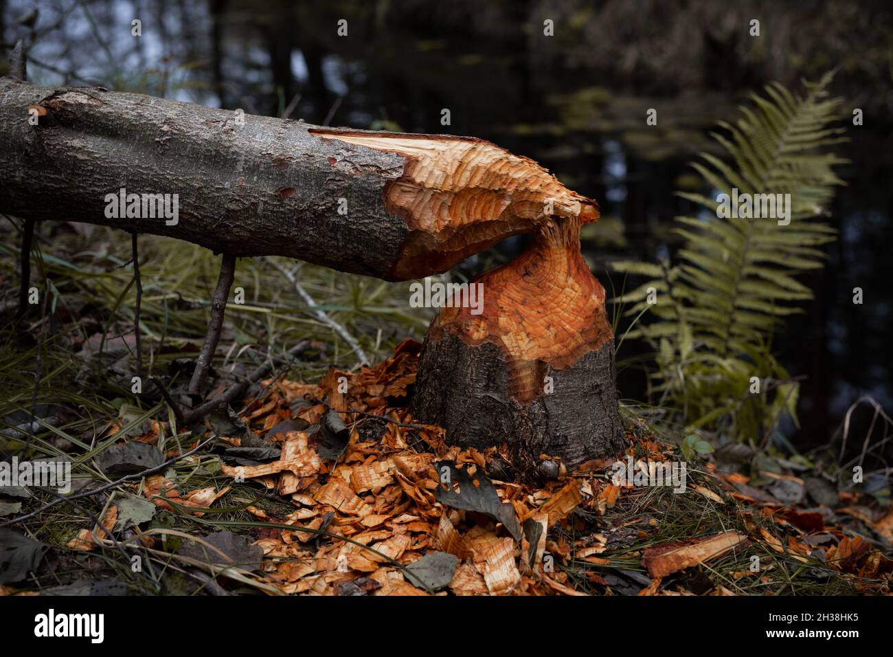 Tree gnawed through by beaver, wood chips around tree stump,photo of ...