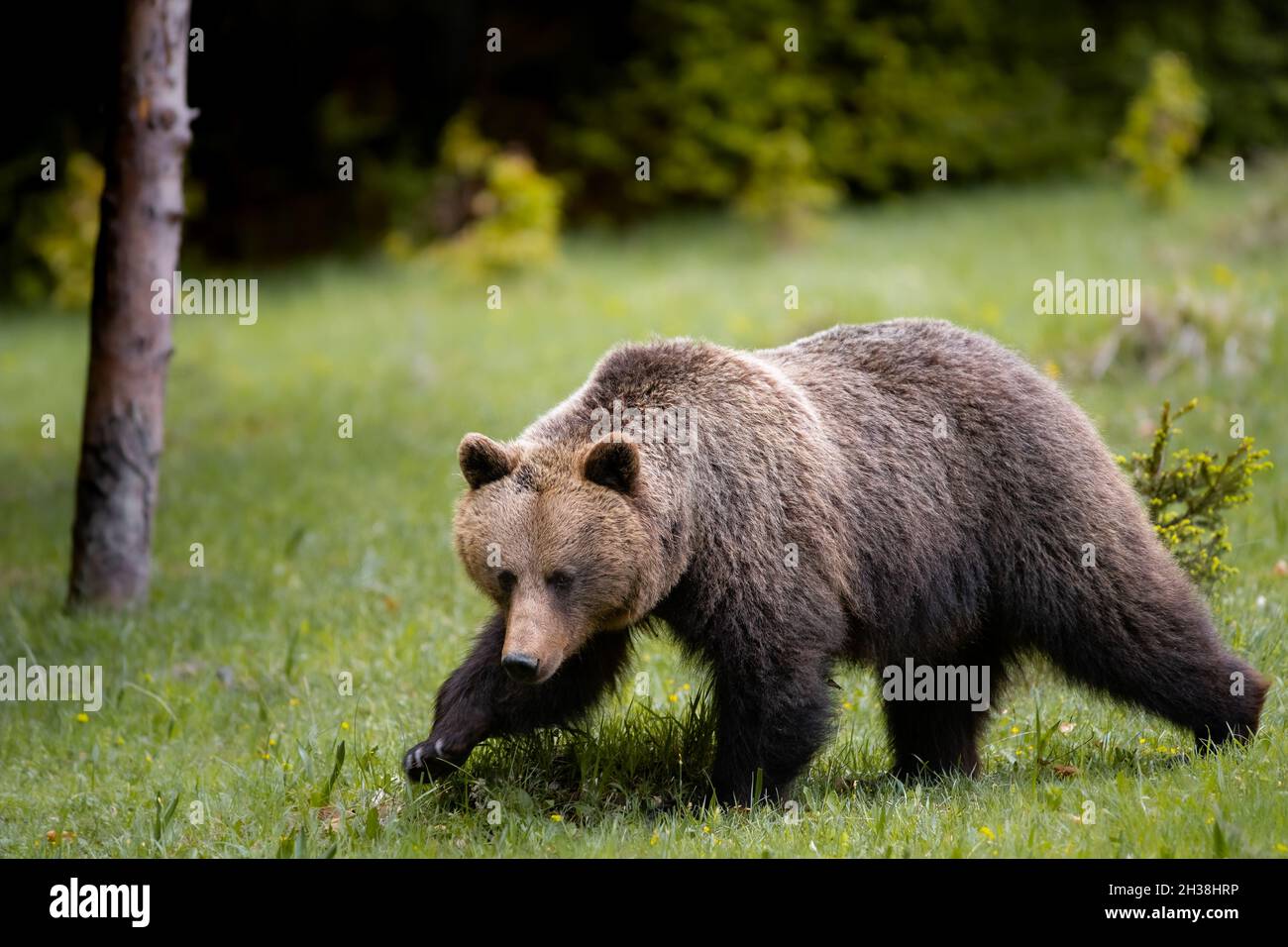 Useful creature hi-res stock photography and images - Alamy
