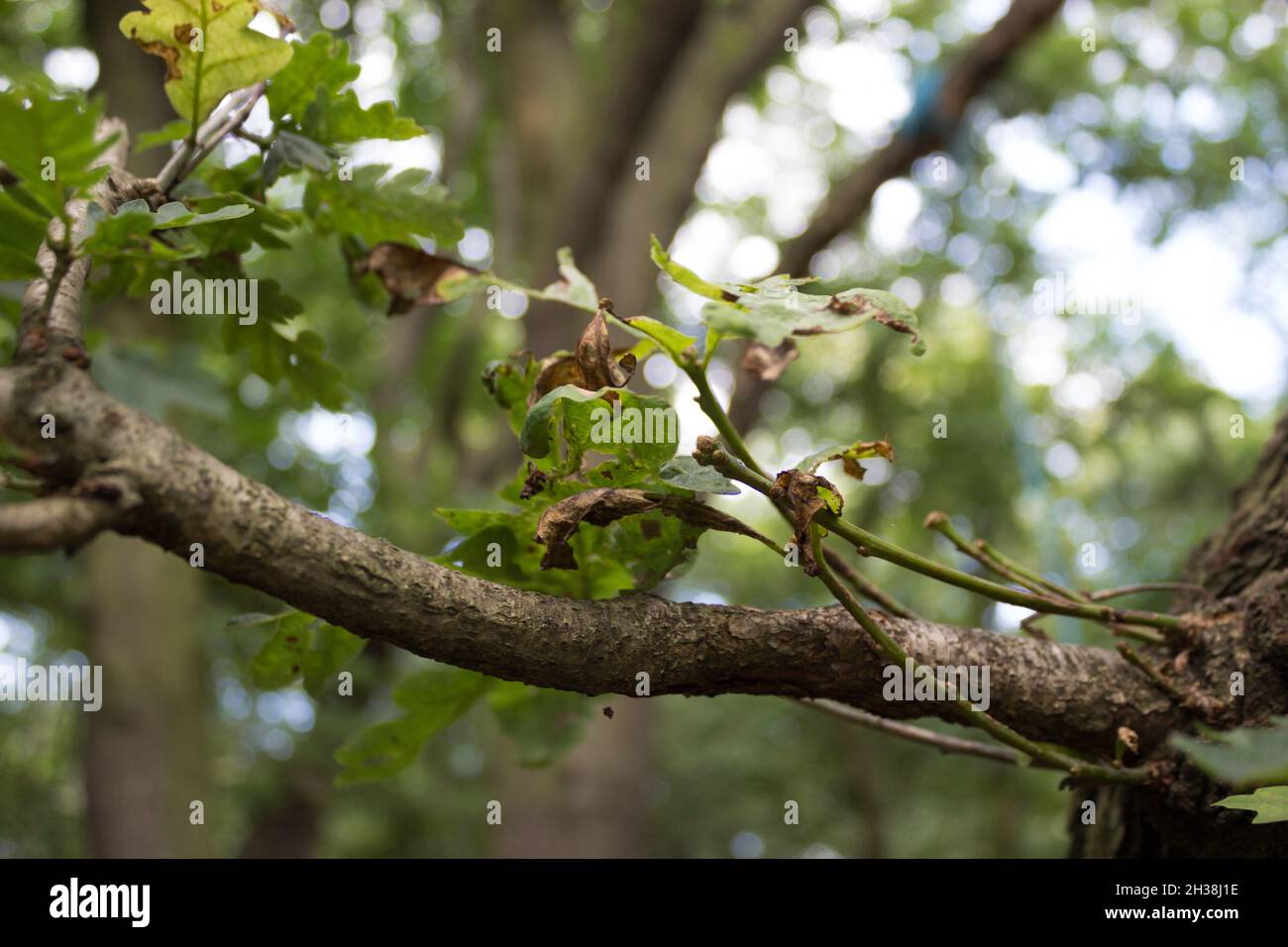 Leaves Wilted on Tree , Woods Scenery, Tree Bark, Tree Trunks, Nature ...