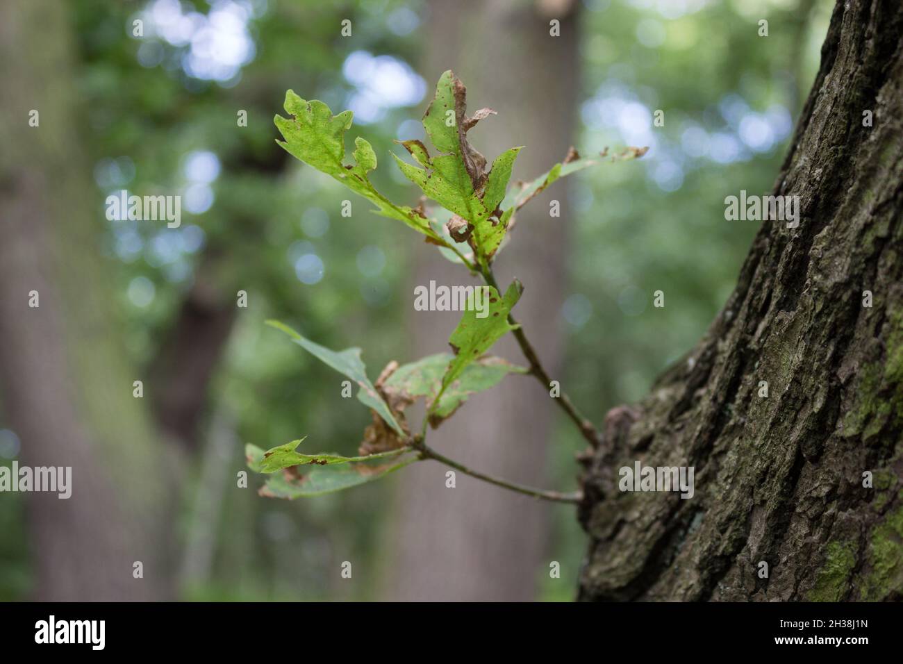 Leaves Wilted on Tree, Woods Scenery, Tree Bark, Tree Trunks, Nature ...