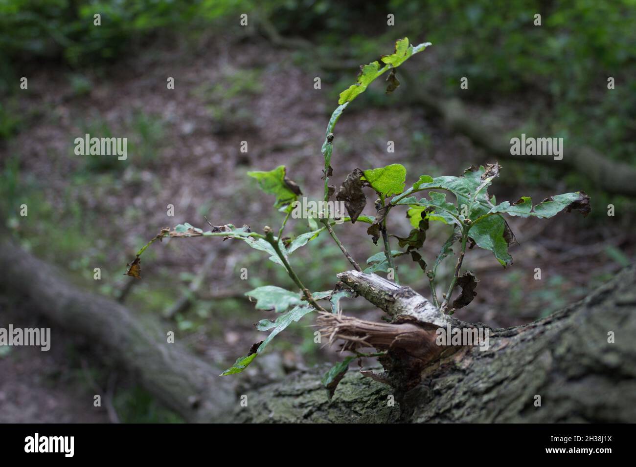 Leaves Wilted on Tree , Woods Scenery, Tree Bark, Tree Trunks, Nature ...