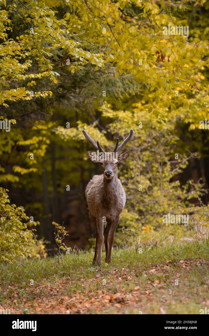 Wild red deer (cervus elaphus) with growing antler during rut in wild ...