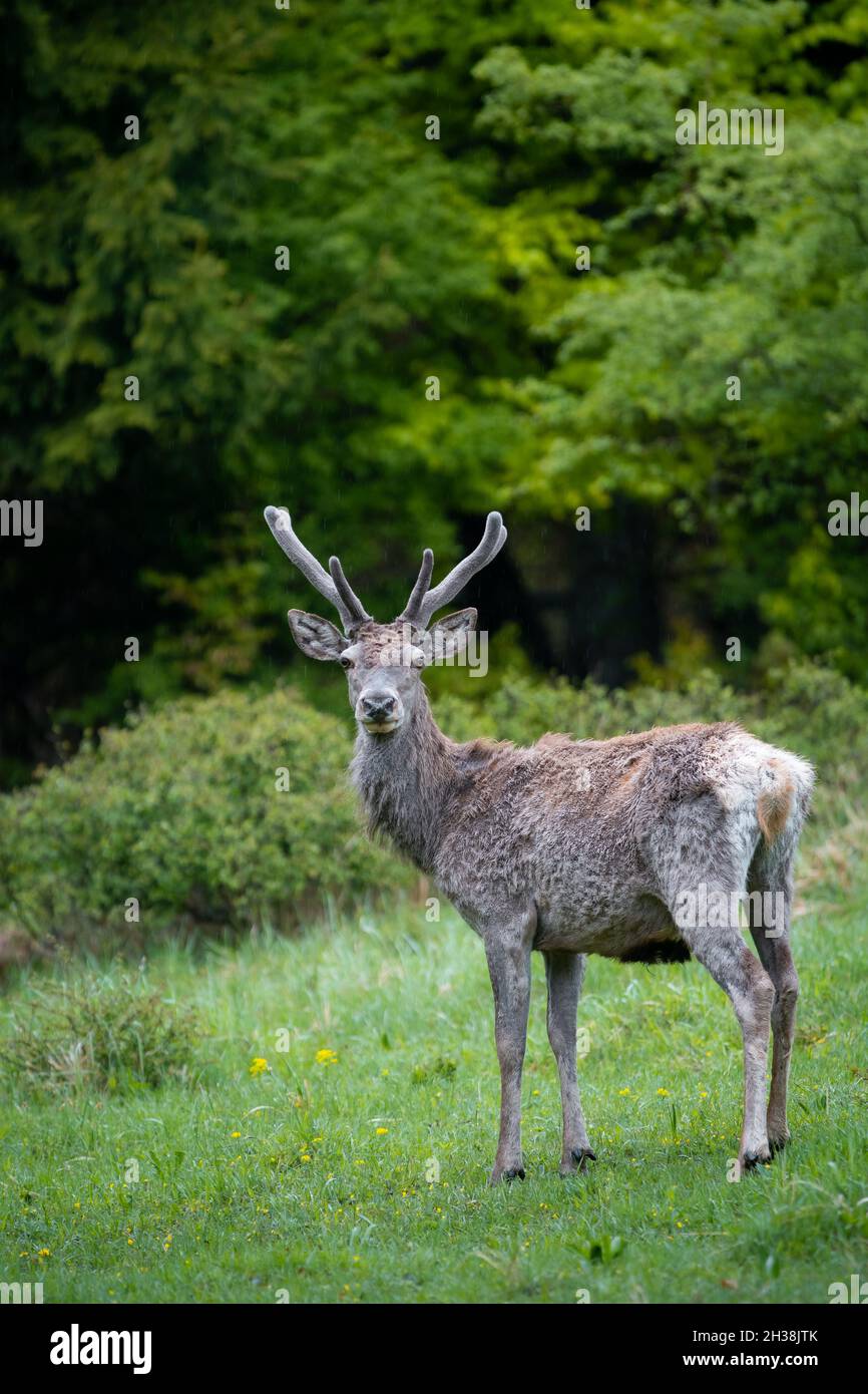 Wild red deer (cervus elaphus) with growing antler during rut in wild ...