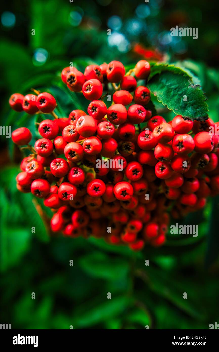 Vertical shot of a Mountain-ash shrub on a blurred background Stock ...