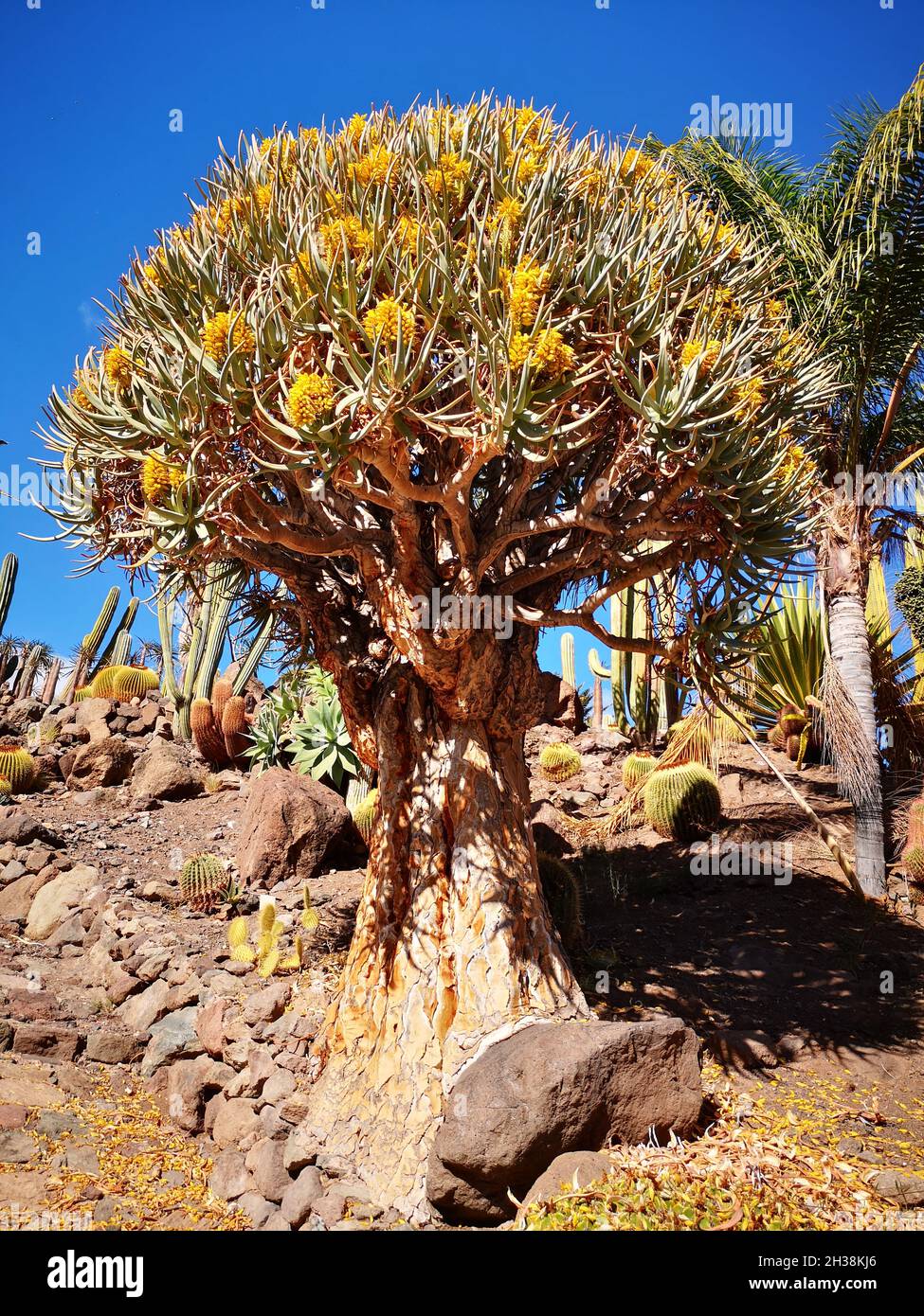 Bark of a quiver tree hi-res stock photography and images - Alamy