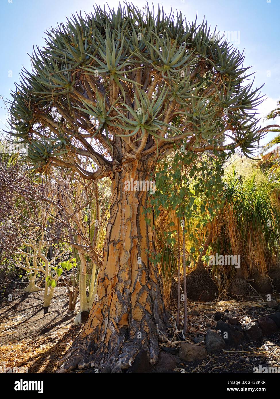 Bark of a quiver tree hi-res stock photography and images - Alamy