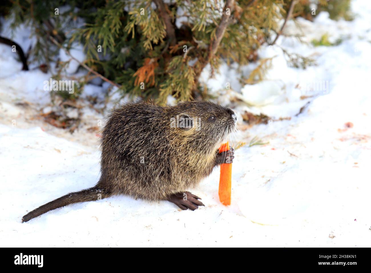 Animals in winter. Nutria with long yellow fur, otter, marsh beaver eat ...