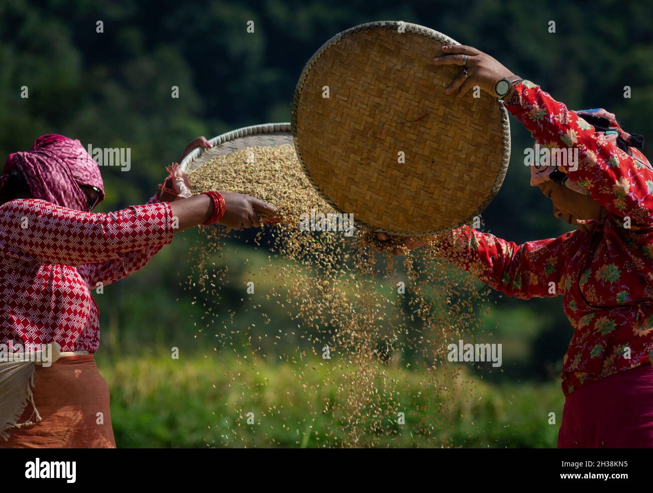 Farmers seen using traditional threshing method of sorting rice seeds ...