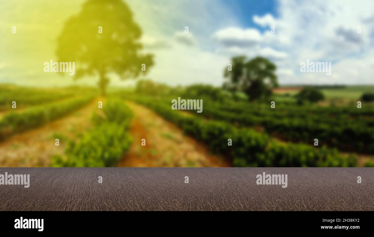 Empty wooden table with view of coffee plantation or wooden desk with ...