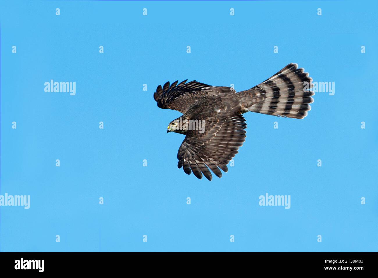 Cooper's hawk in flight during autumn migration Stock Photo - Alamy