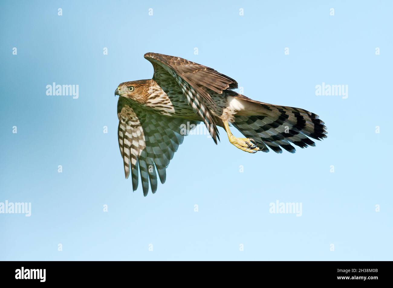 Cooper's hawk in flight during autumn migration Stock Photo - Alamy