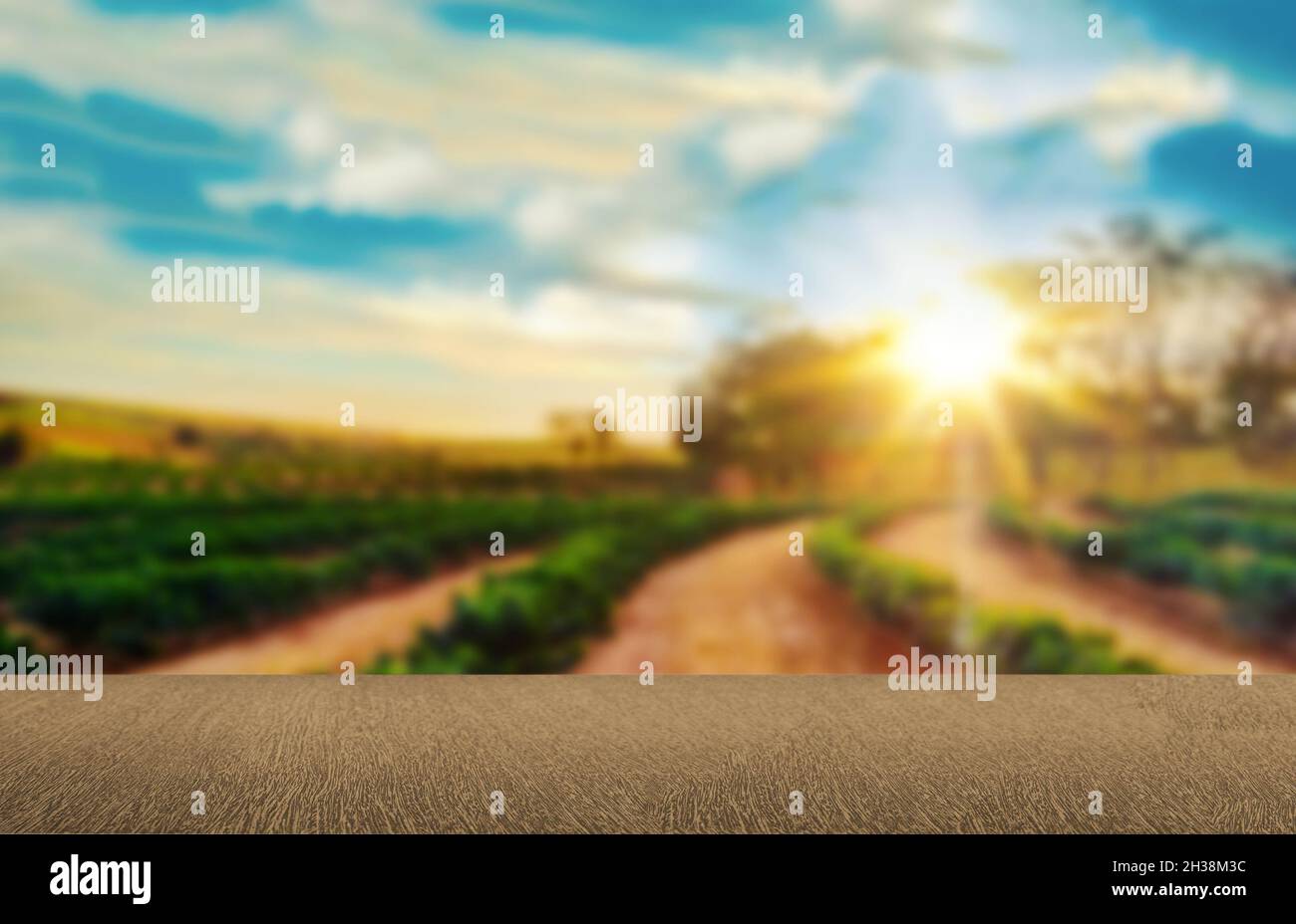 Empty wooden table with view of coffee plantation or wooden desk with ...