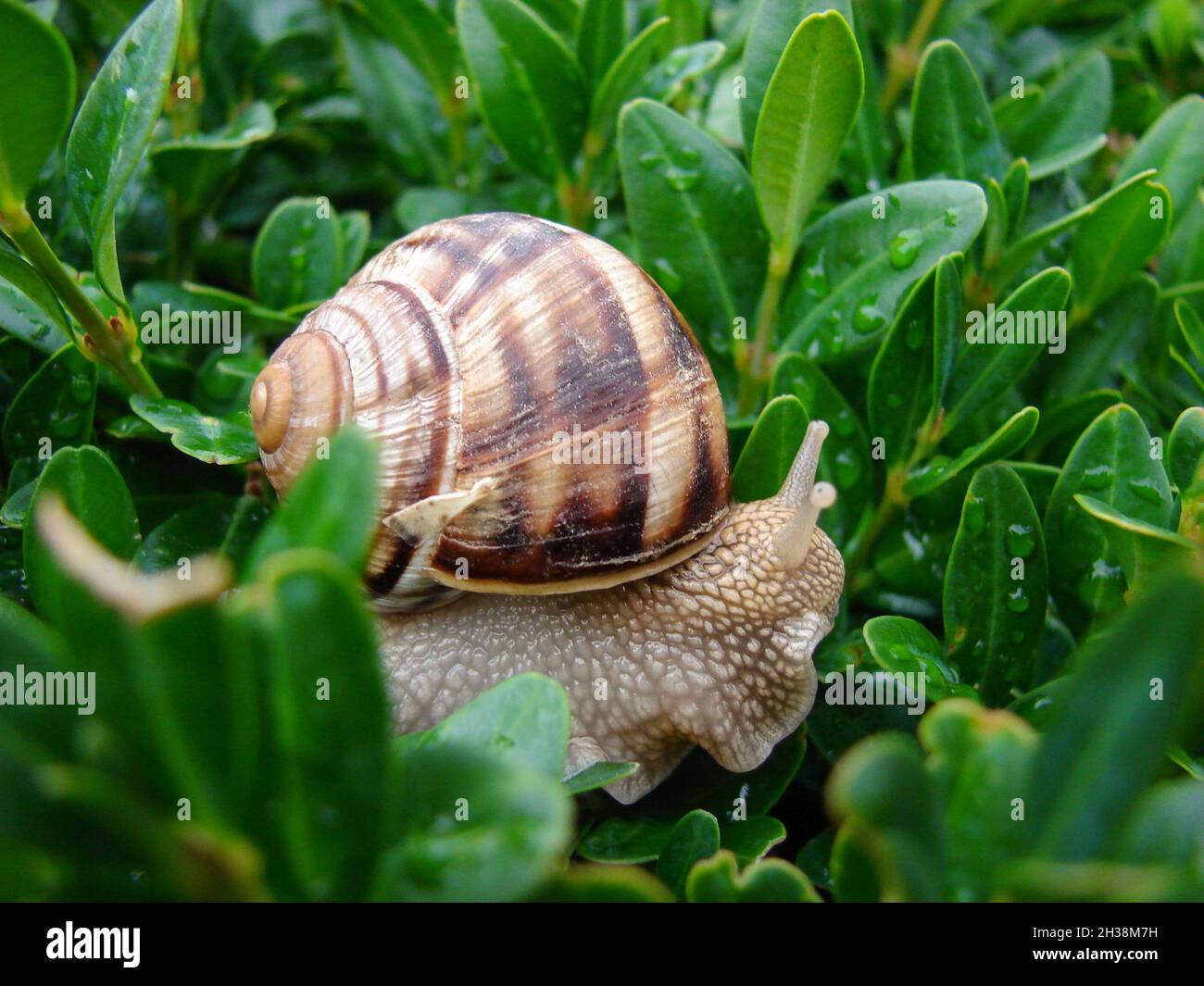 Emerald green snail hi-res stock photography and images - Alamy