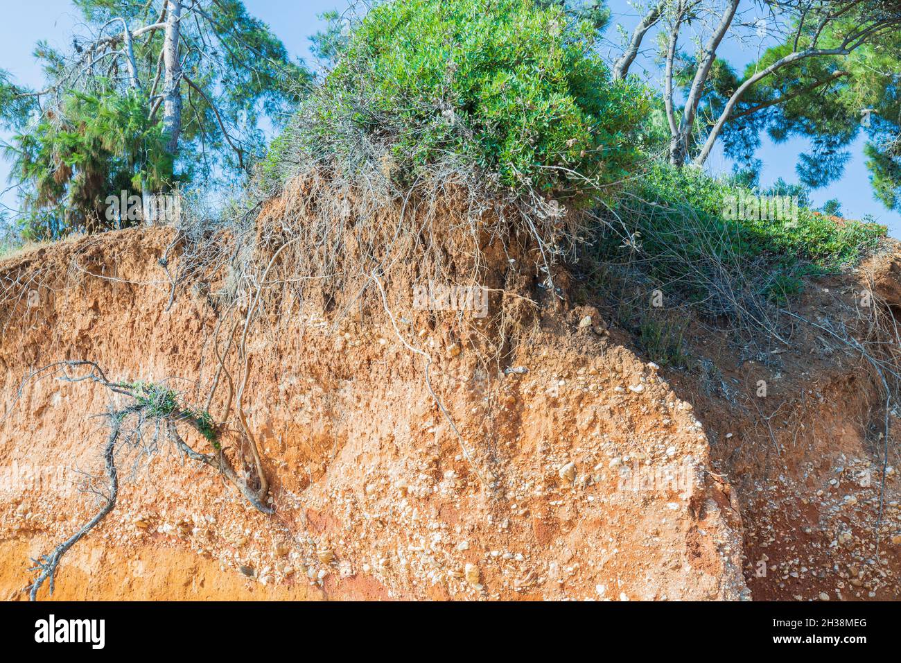 Tree roots on surface soil hi-res stock photography and images - Alamy