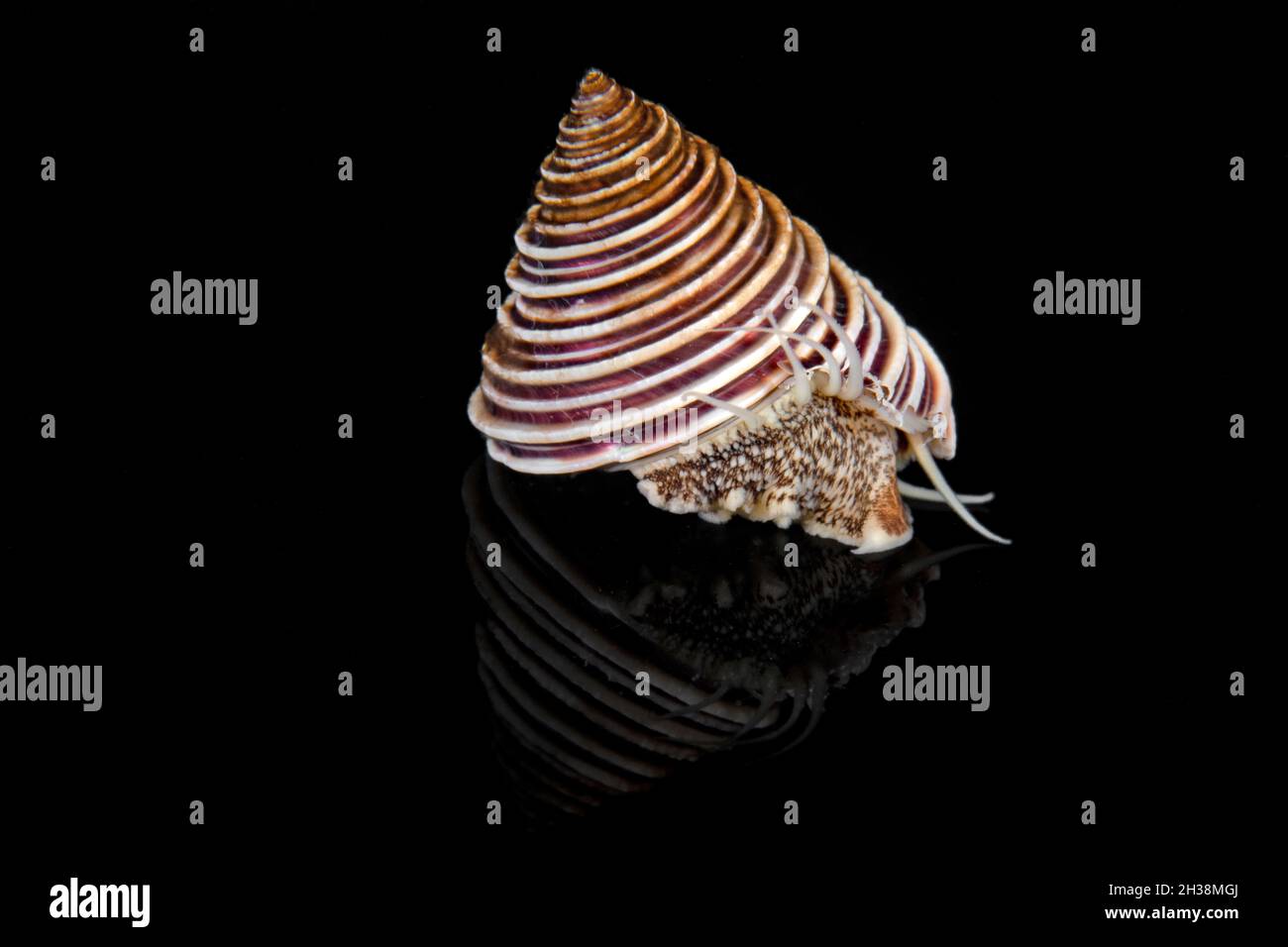 Underwater snail hi-res stock photography and images - Alamy