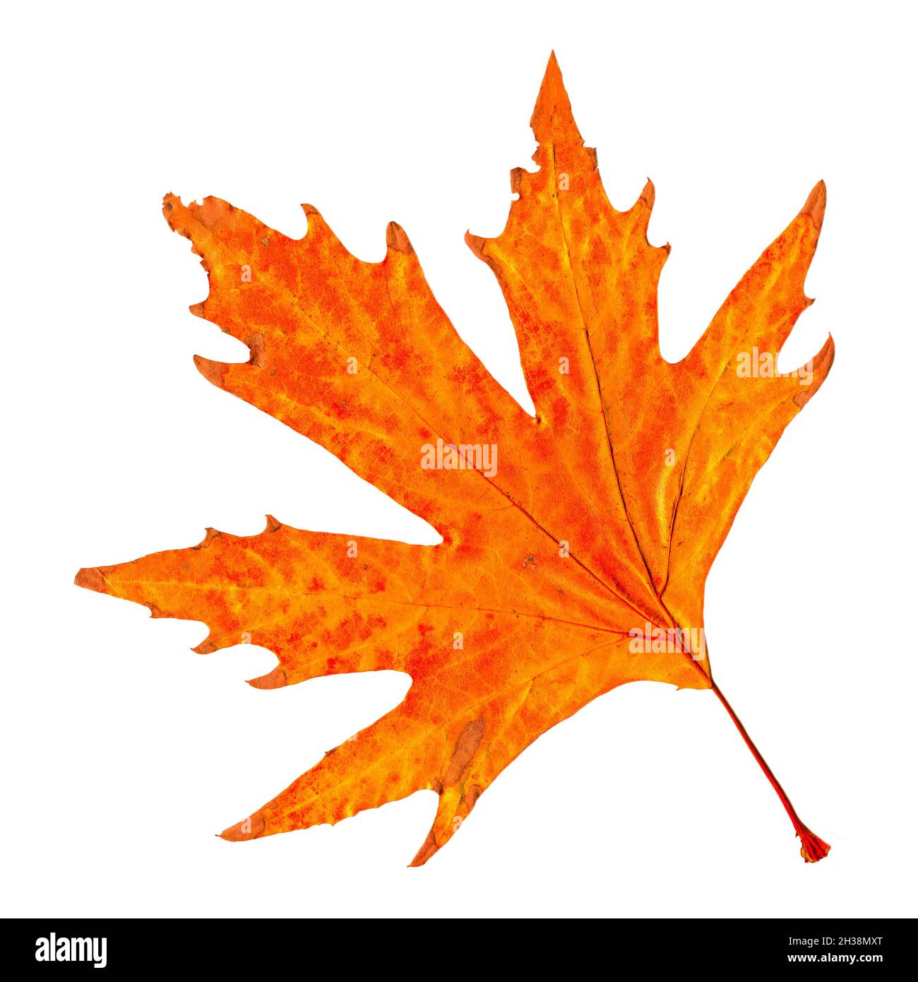 Sycamore brown autumn leaf, autumn leaf of plane tree different colors ...