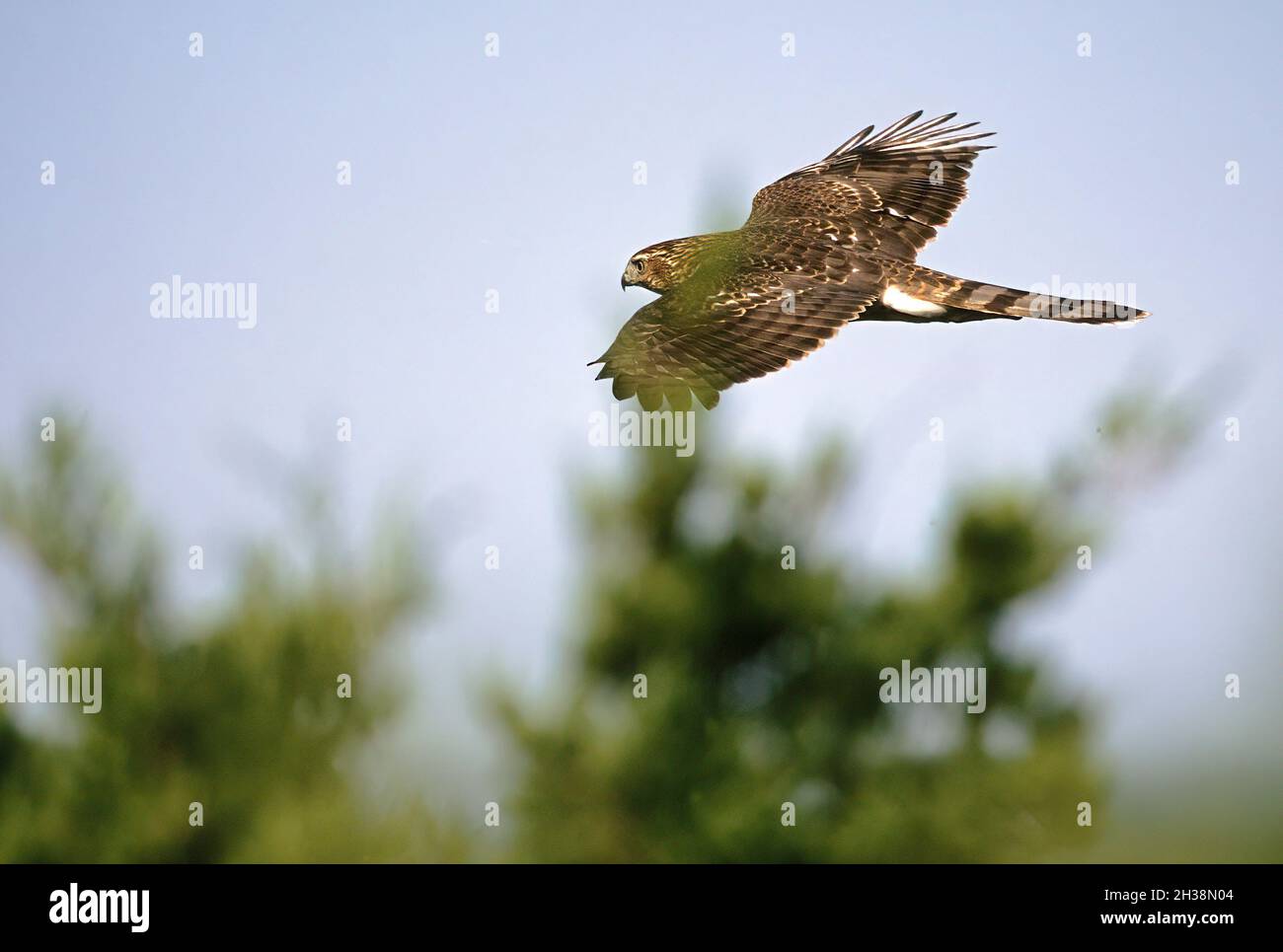 Cooper's hawk in flight during autumn migration Stock Photo - Alamy