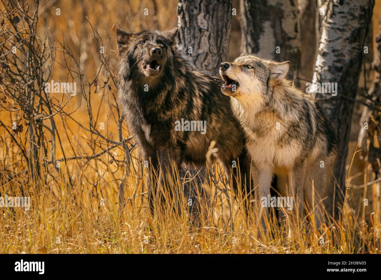Wolf wild timber predator wolves hi-res stock photography and images ...