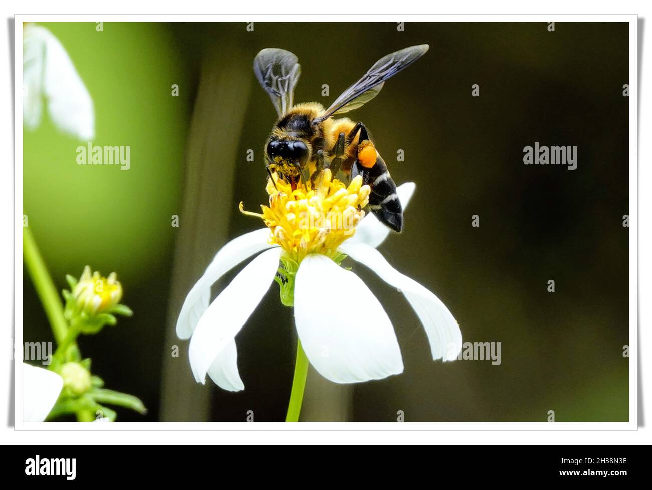 Beautiful daisy with bee Cut Out Stock Images & Pictures - Alamy