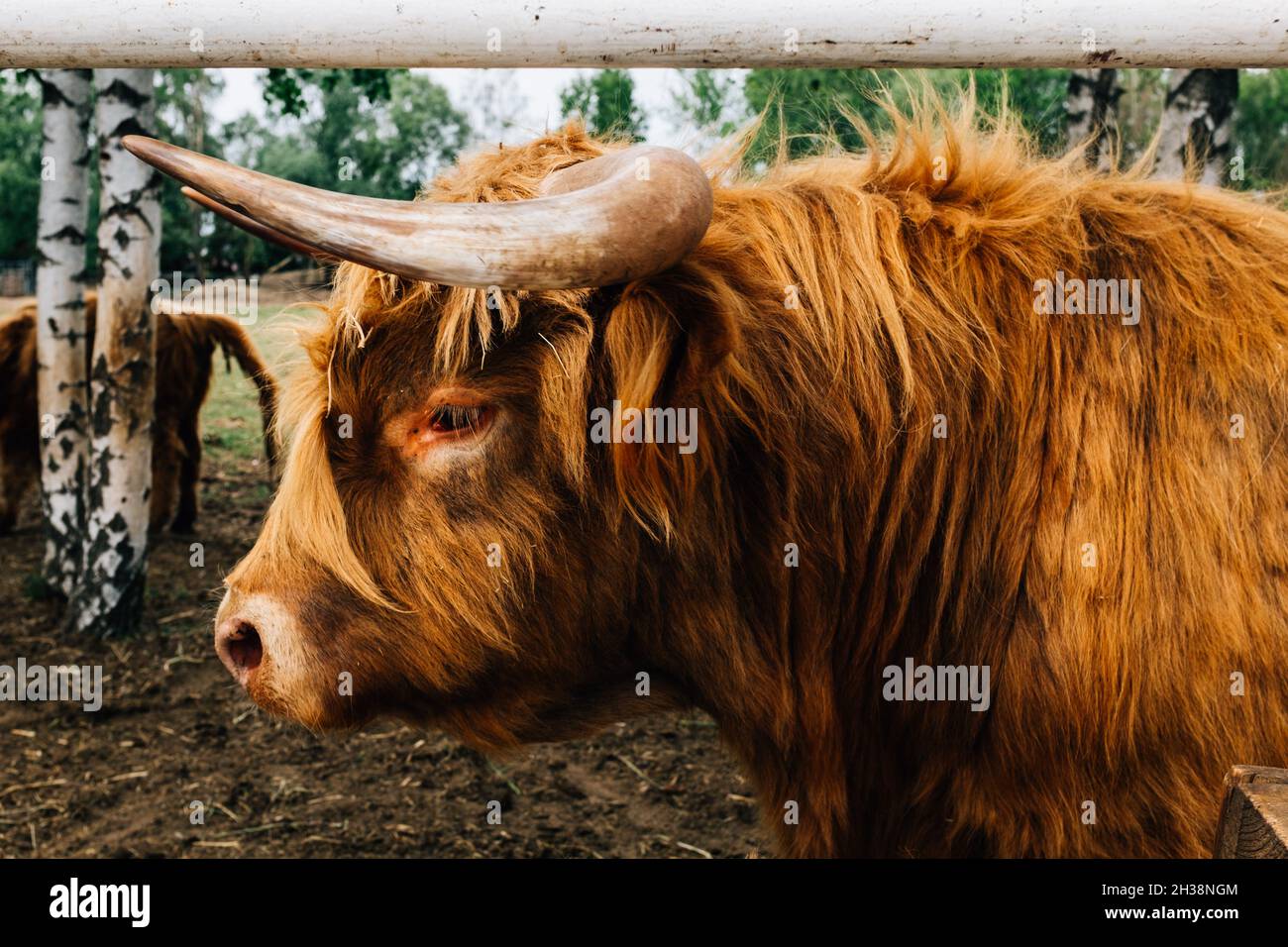 Big as an ox hi-res stock photography and images - Alamy