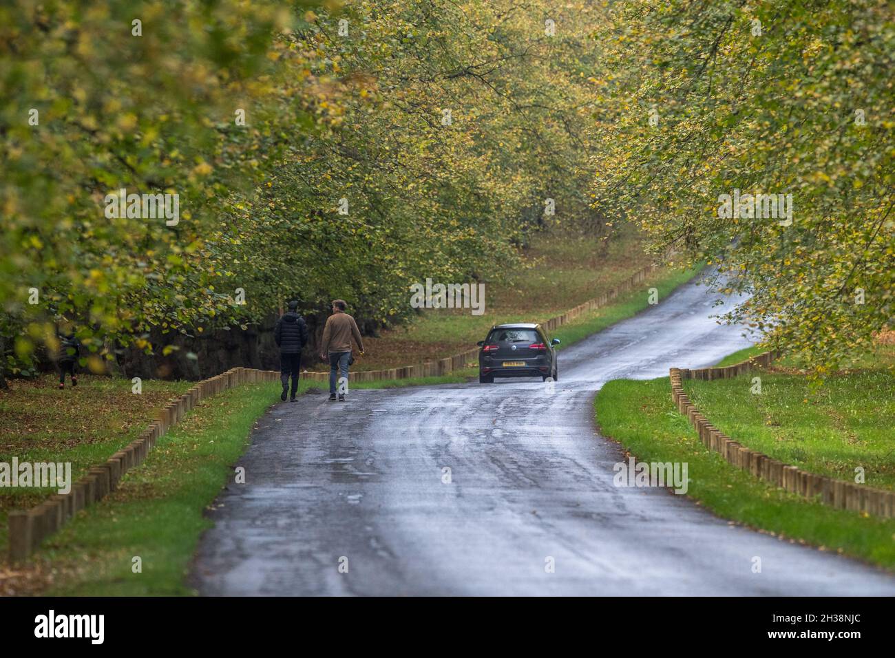 Motor vehicle tree hi-res stock photography and images - Alamy